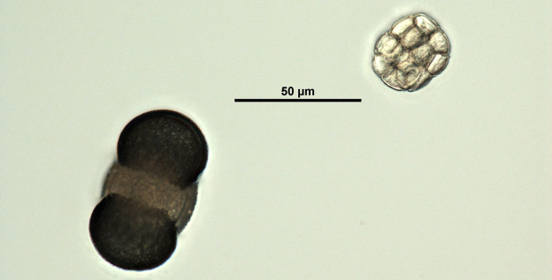 Pollen in the air | Know Our Plants