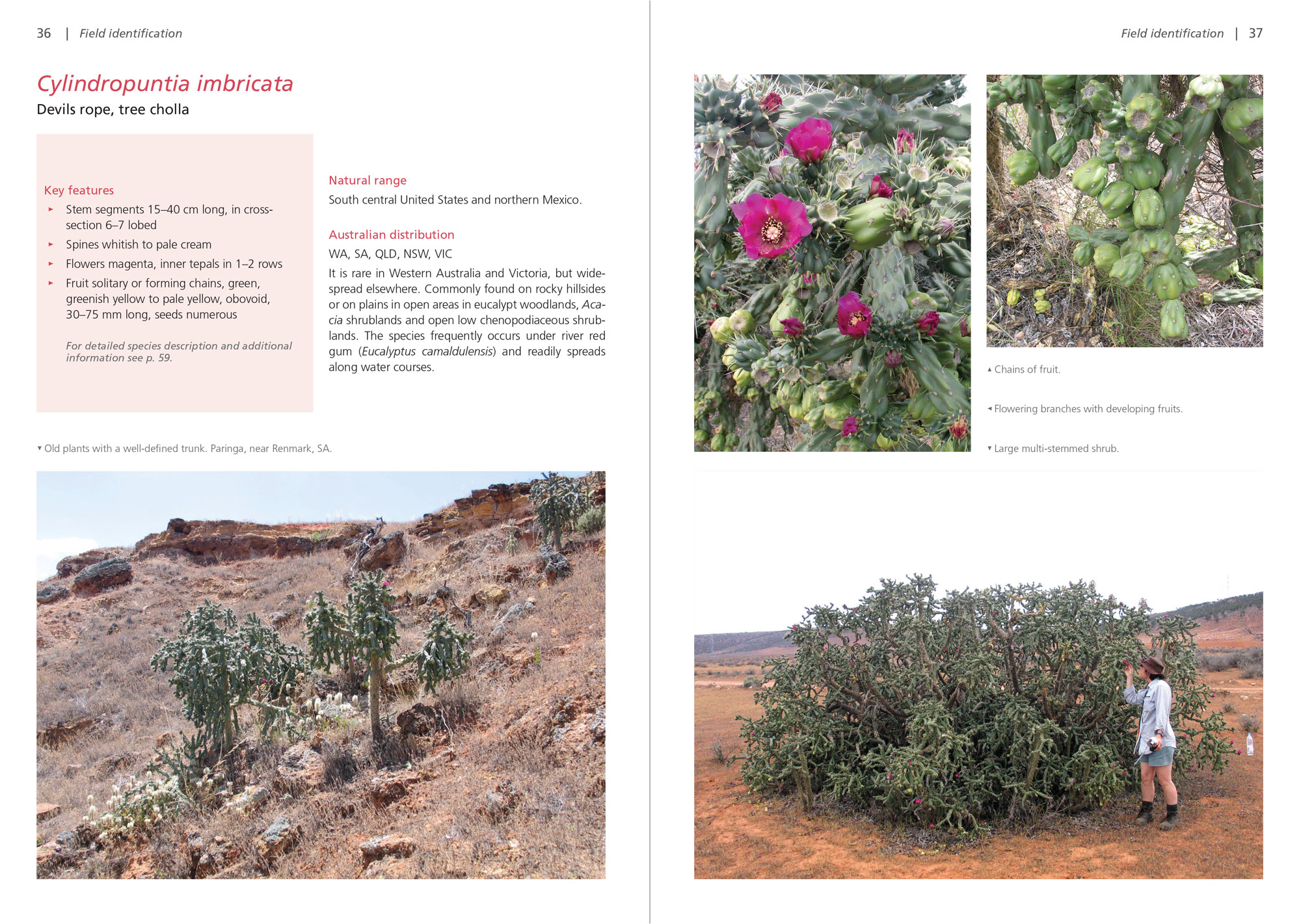 Cactus Book | Know Our Plants