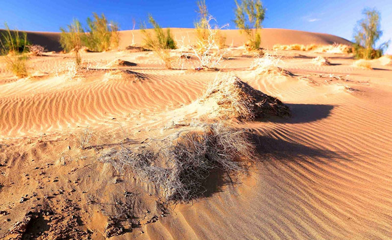 Collecting mosses and fossils in the Gurbantünggüt Desert of north ...