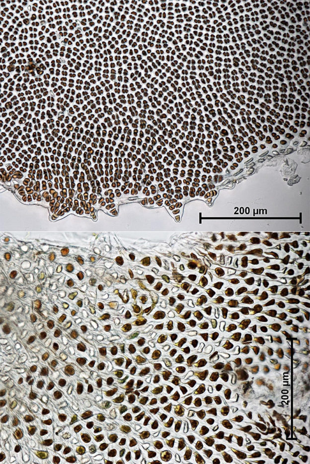 Life at the sea: A winter wonder | Know Our Plants