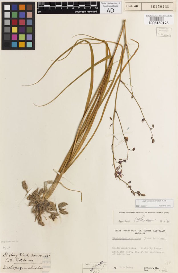 AD96150125 (Arthropodium strictum, Chocolate Lily) | Know Our Plants