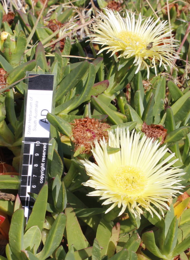 Plant of the Month: Feb 2017 | Know Our Plants