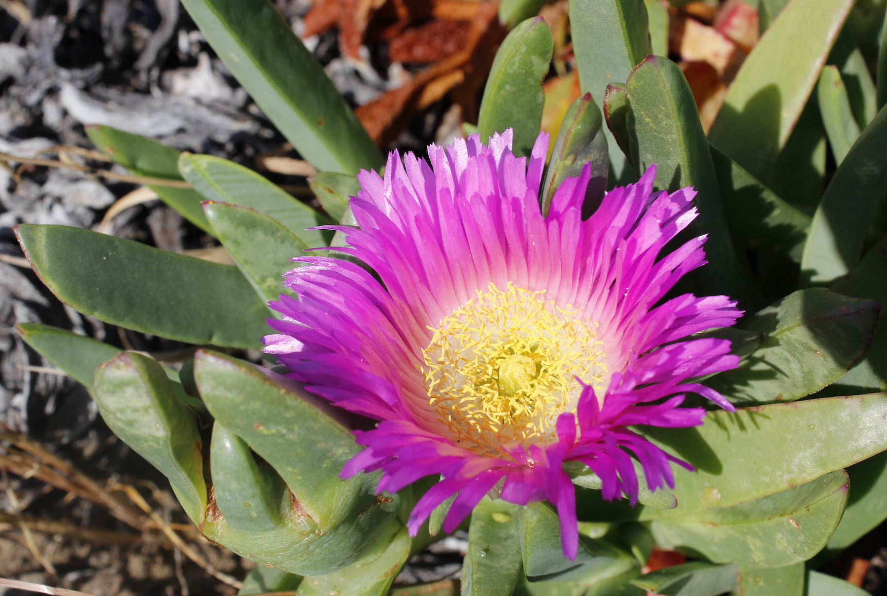 Plant of the Month: Feb 2017 | Know Our Plants