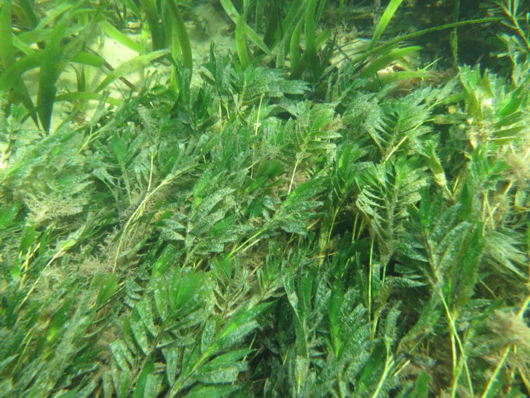 Plant of the Month: Jan. 2017 | Know Our Plants