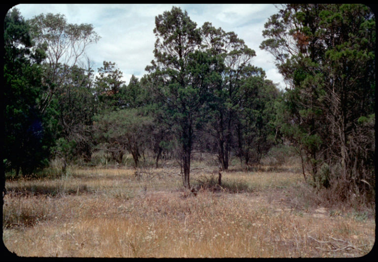 Darrell Nairn Kraehenbuehl 21.1.1934 – 2.8.2018 | Know Our Plants