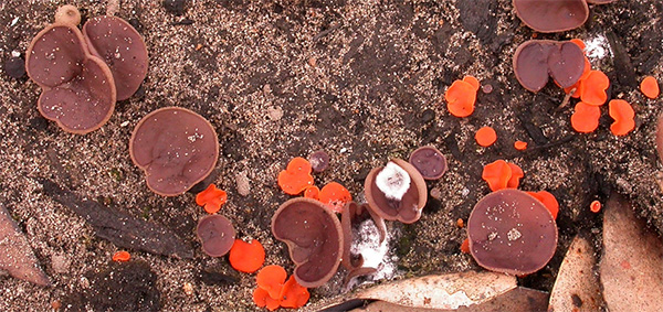 Fire blog 4: Fungi and fire | Know Our Plants