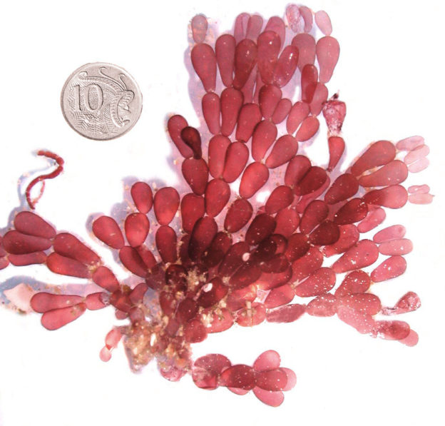 Fascination of Plants 2020 | Know Our Plants