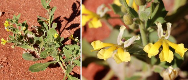 For the greater Goodenia | Know Our Plants