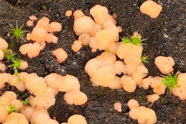 Rotters, helpers and roo poo – fungi after fire | Know Our Plants