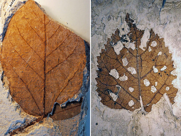 Know Our Plants | …for friends of the State Herbarium of South Australia