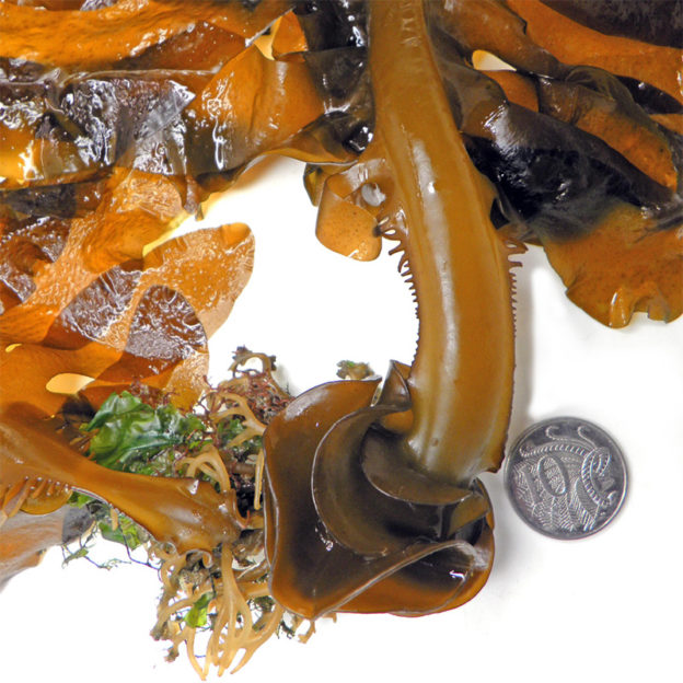 Know Our Plants | …for friends of the State Herbarium of South Australia