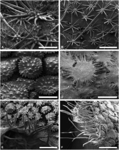 Know Our Plants | …for friends of the State Herbarium of South Australia