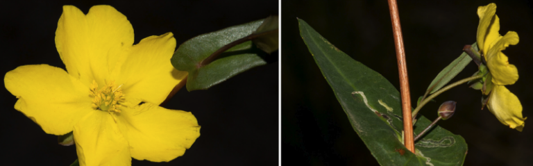Know Our Plants | …for friends of the State Herbarium of South Australia