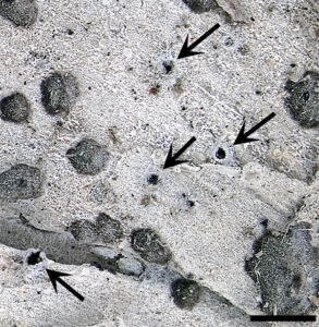 Know Our Plants | …for friends of the State Herbarium of South Australia