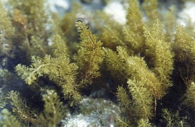 Identification Fact Sheets of the Marine Benthic Flora of Southern ...