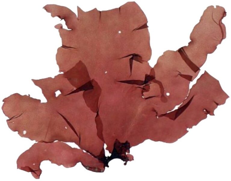 Identification Fact Sheets of the Marine Benthic Flora of Southern ...