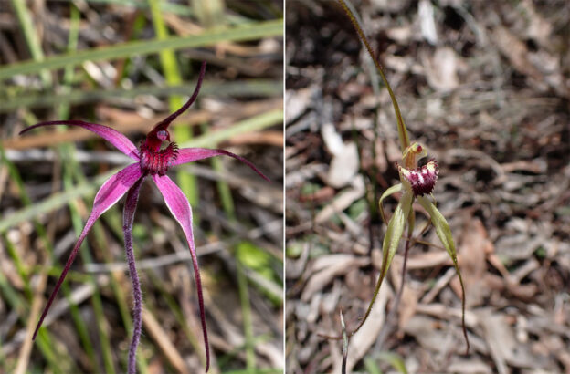 Know Our Plants | …for friends of the State Herbarium of South Australia